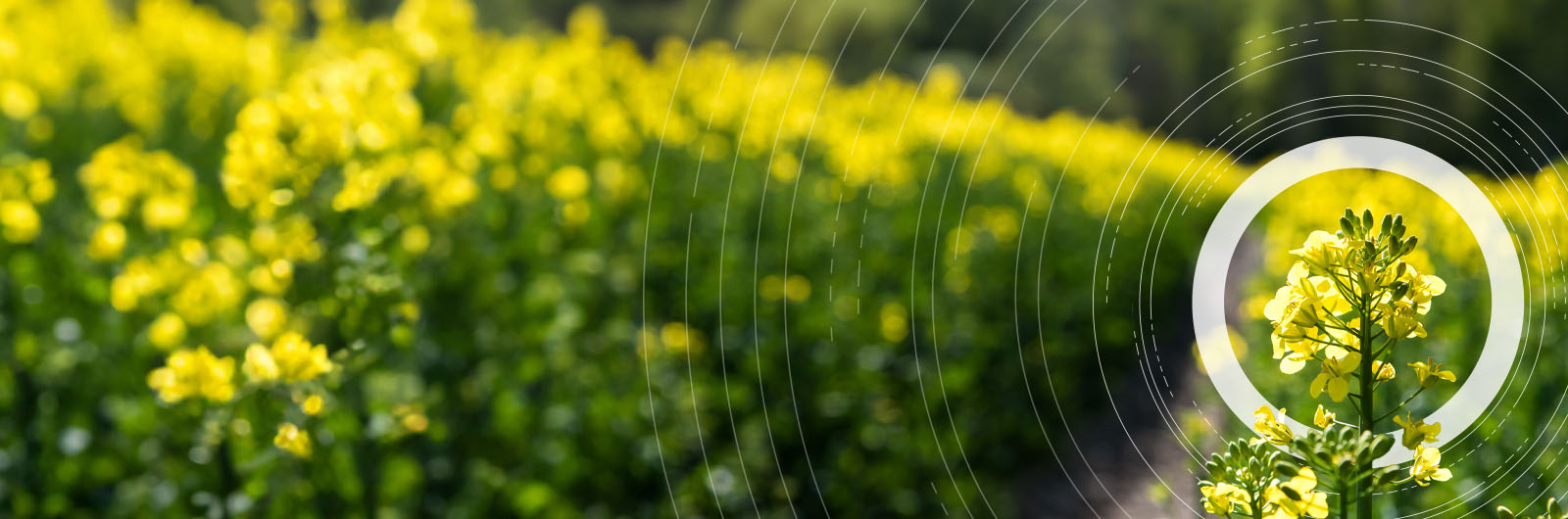 Biofuels und Rohstoffe| Argus Media